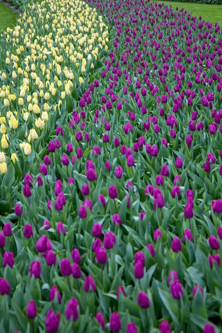 Spring in Europe | Top 5 Destinations to Visit for Springtime in Europe