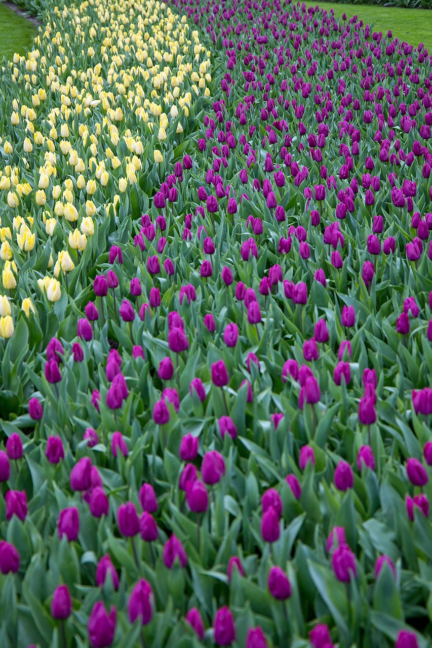 Spring in Europe | Top 5 Destinations to Visit for Springtime in Europe